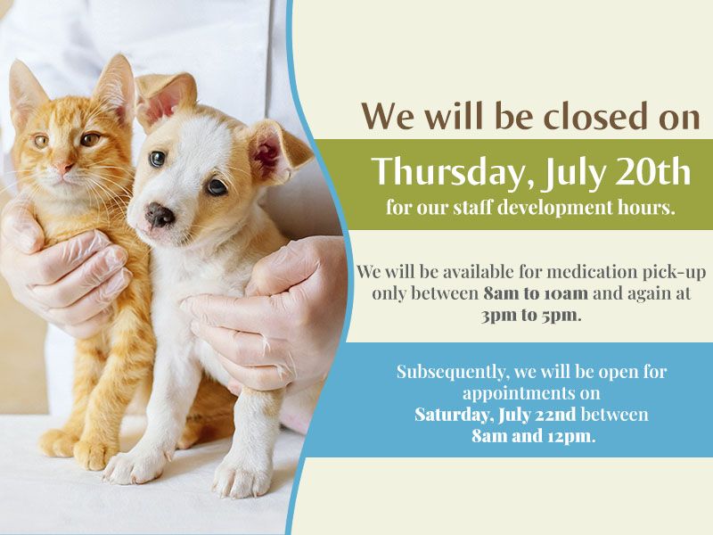 Animal Hospital in Endicott, Binghamton, NY | Dickin Memorial Animal ...